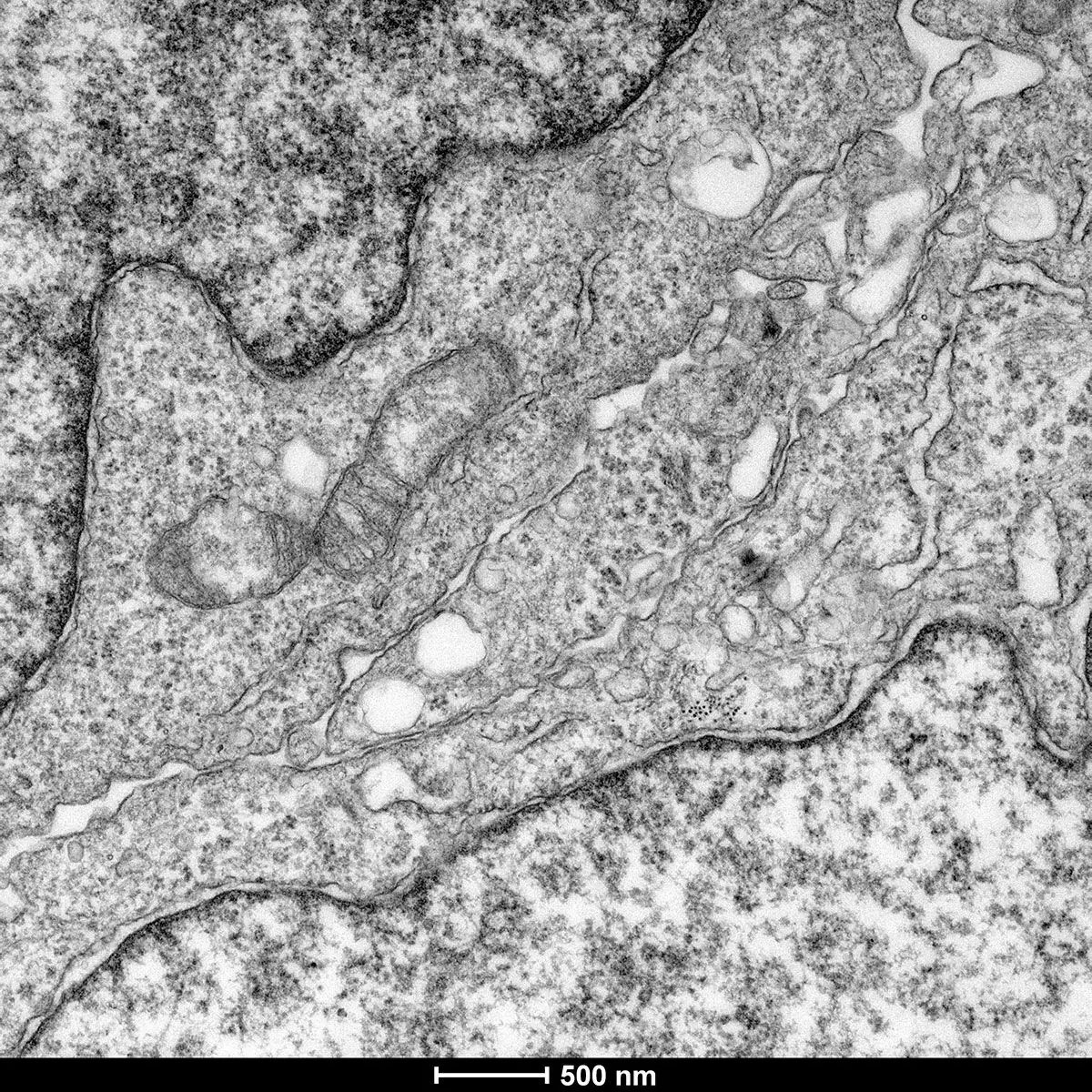 Molecular Dimensions
