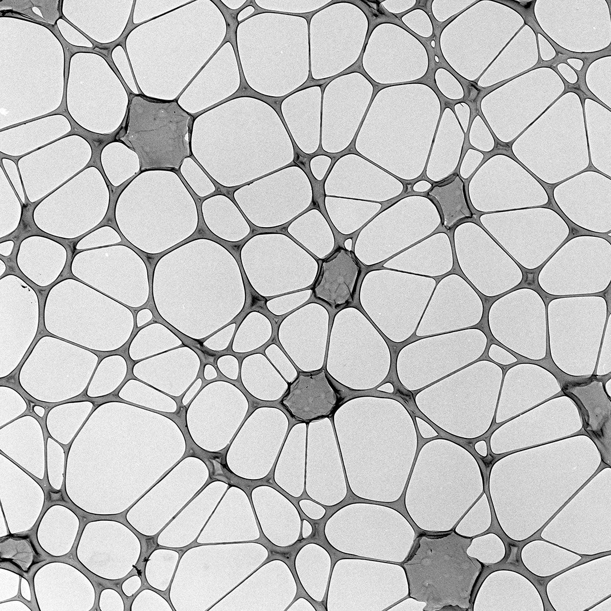 Calibre Scientific | Molecular Dimensions