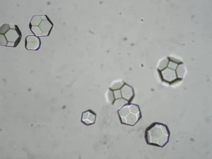 Calibre Scientific | Molecular Dimensions
