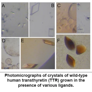 Molecular Dimensions