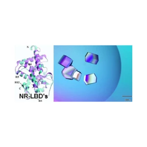 Molecular Dimensions