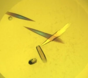 Molecular Dimensions